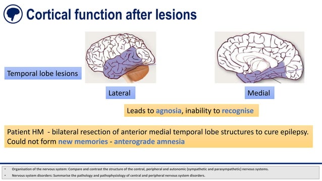 BRS2%20Neuro%20LE2%20Cerebral%20Cortex.pptx