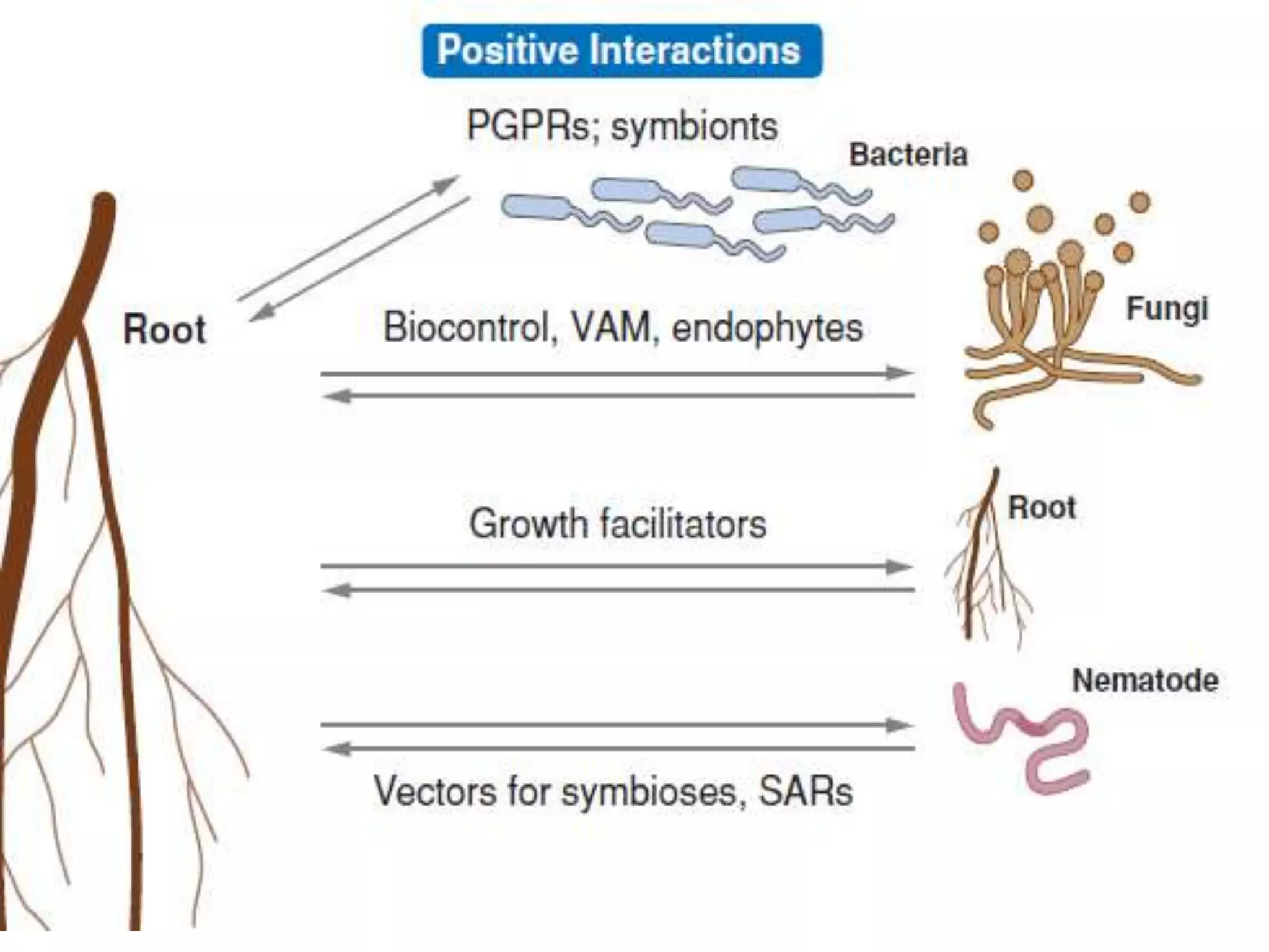 root microbial interaction for crop improvement seminar ppt | PPTX