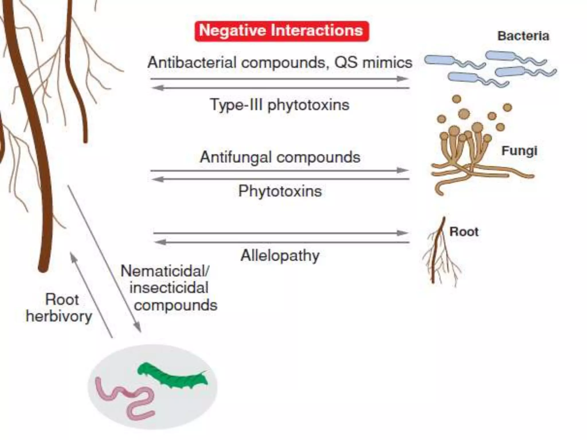 root microbial interaction for crop improvement seminar ppt | PPTX