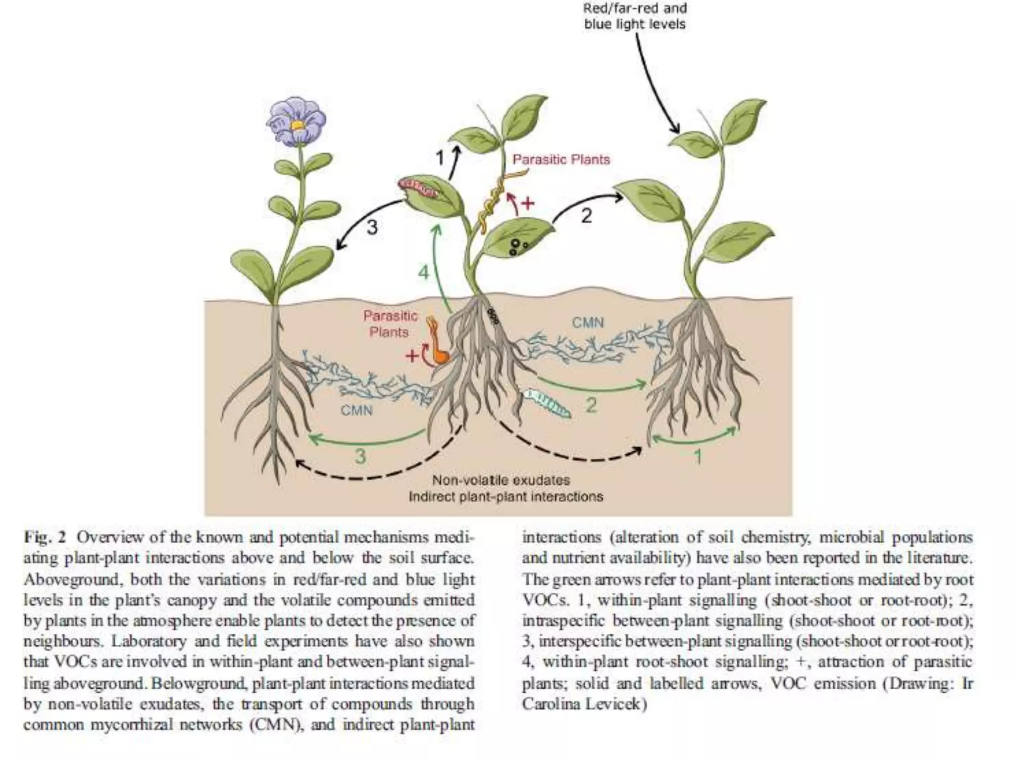root microbial interaction for crop improvement seminar ppt | PPTX
