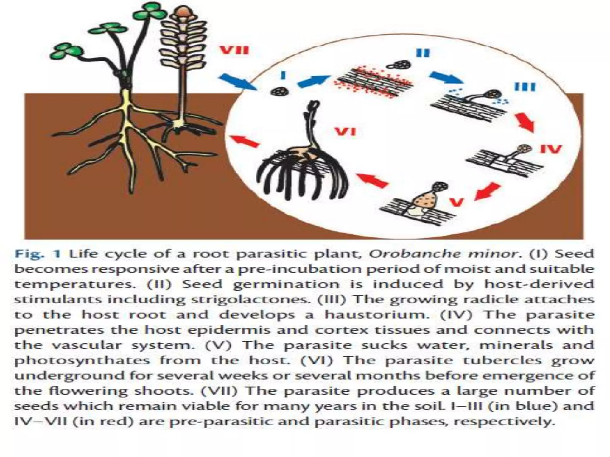 root microbial interaction for crop improvement seminar ppt | PPTX