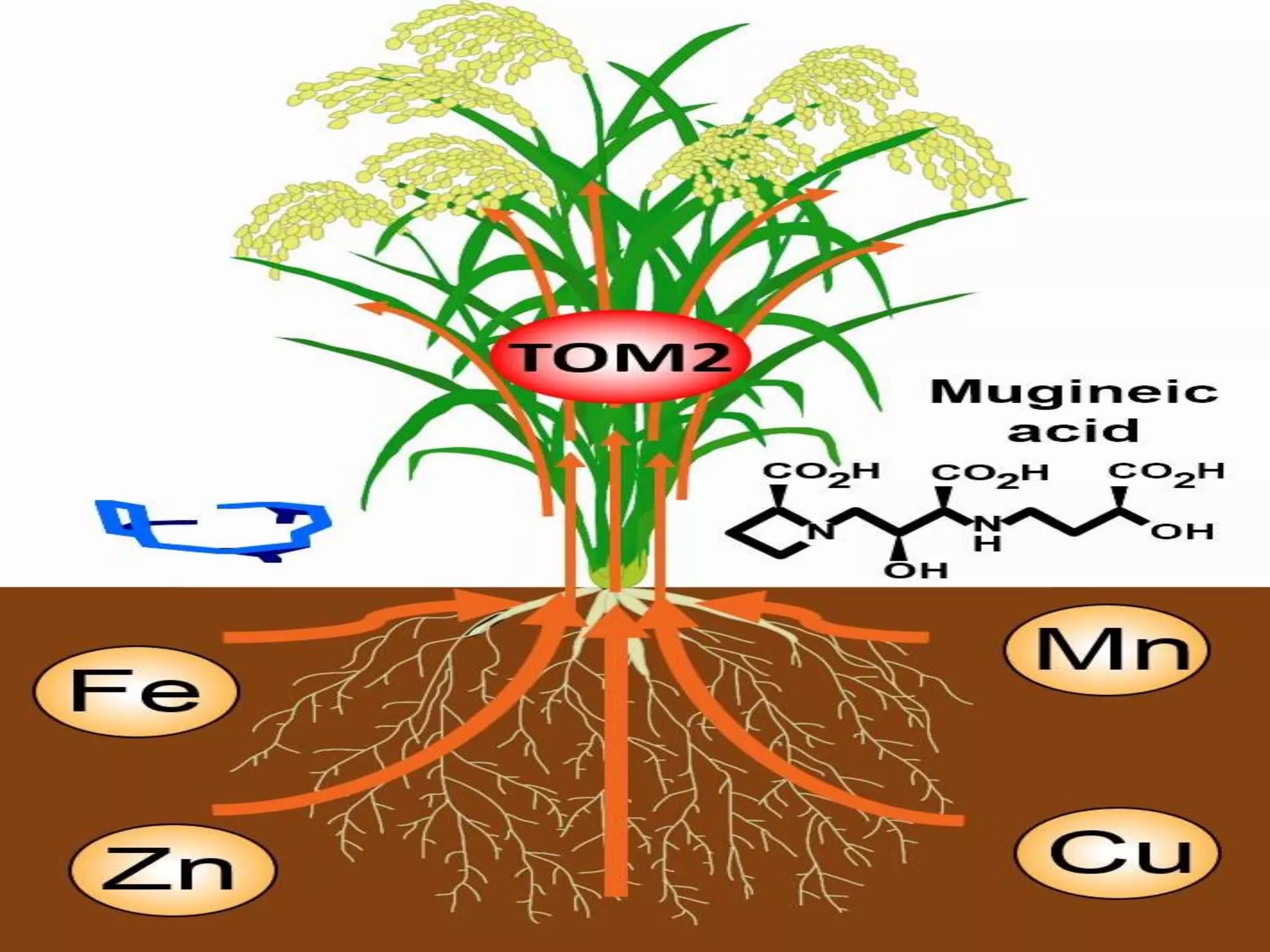 root microbial interaction for crop improvement seminar ppt | PPTX