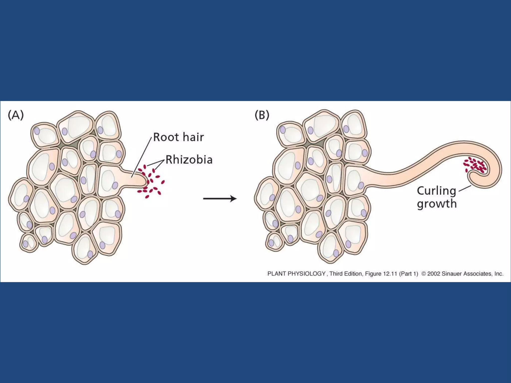 root microbial interaction for crop improvement seminar ppt | PPTX