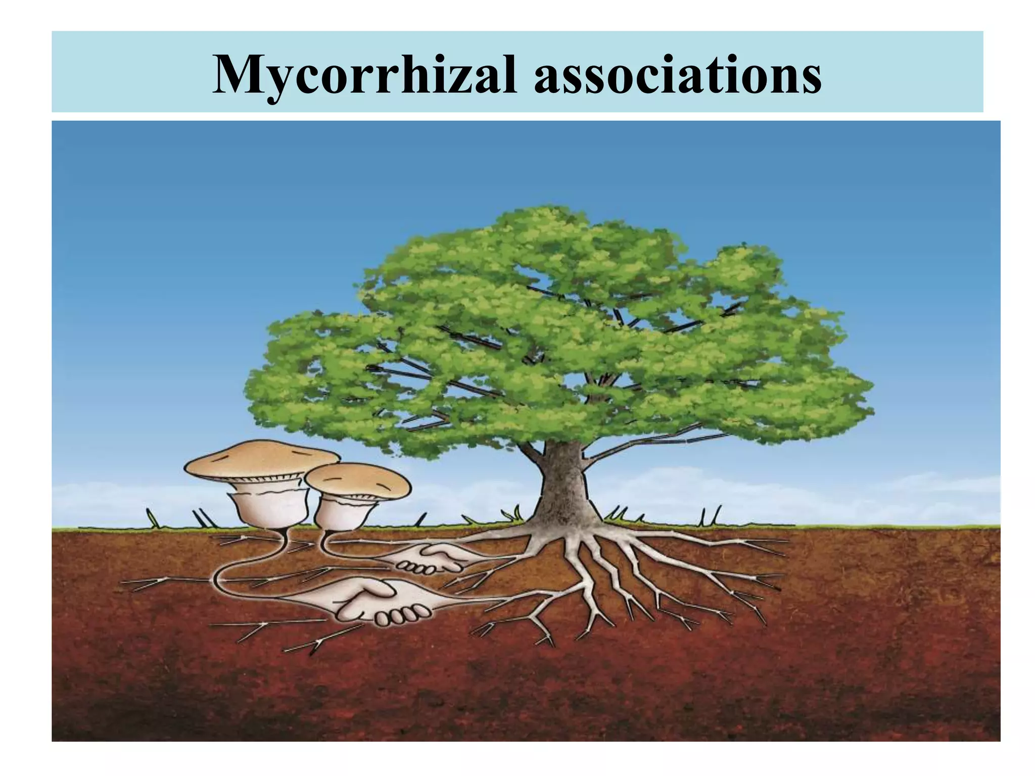 root microbial interaction for crop improvement seminar ppt | PPTX