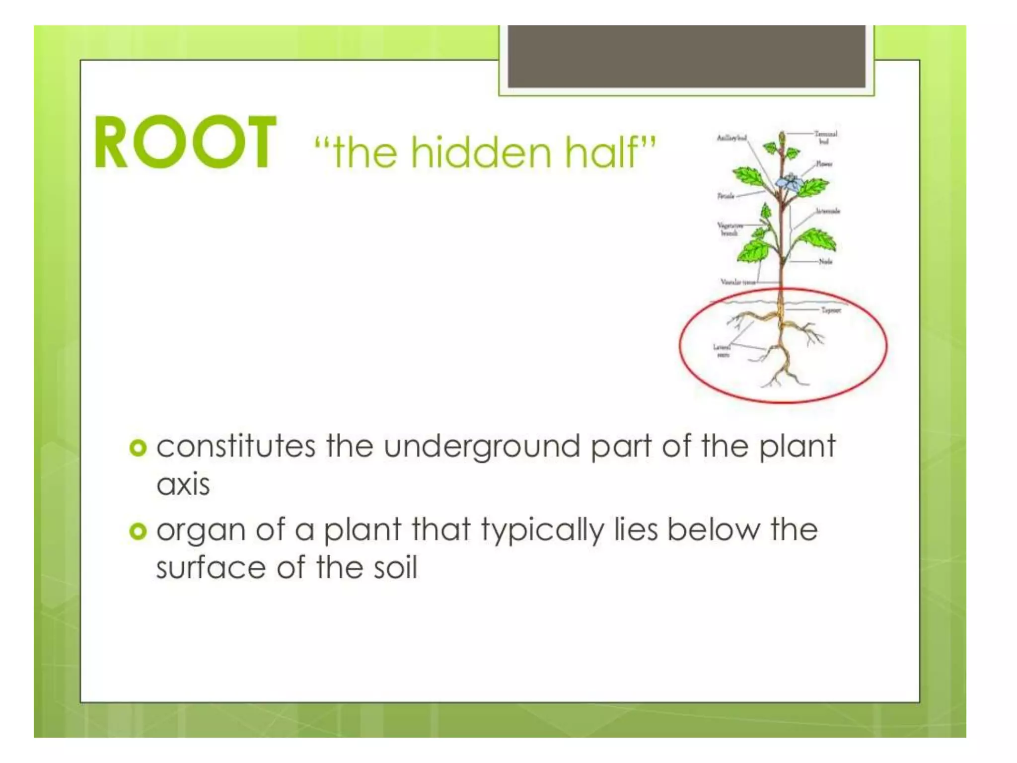 root microbial interaction for crop improvement seminar ppt | PPTX