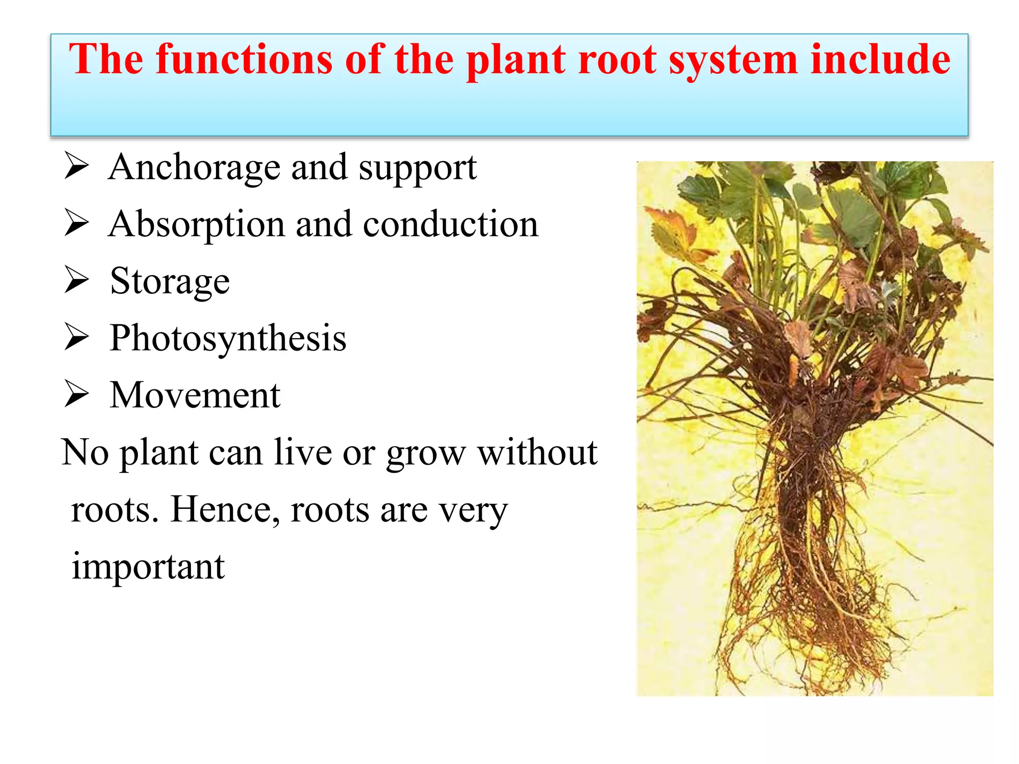root microbial interaction for crop improvement seminar ppt | PPTX