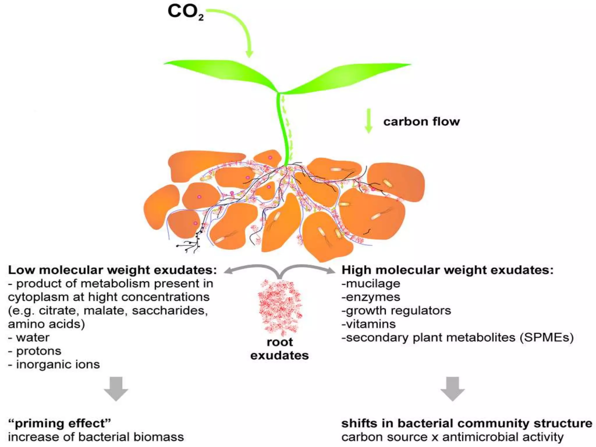 root microbial interaction for crop improvement seminar ppt | PPTX