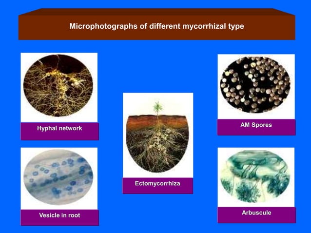 root microbial interaction for crop improvement seminar ppt | PPTX