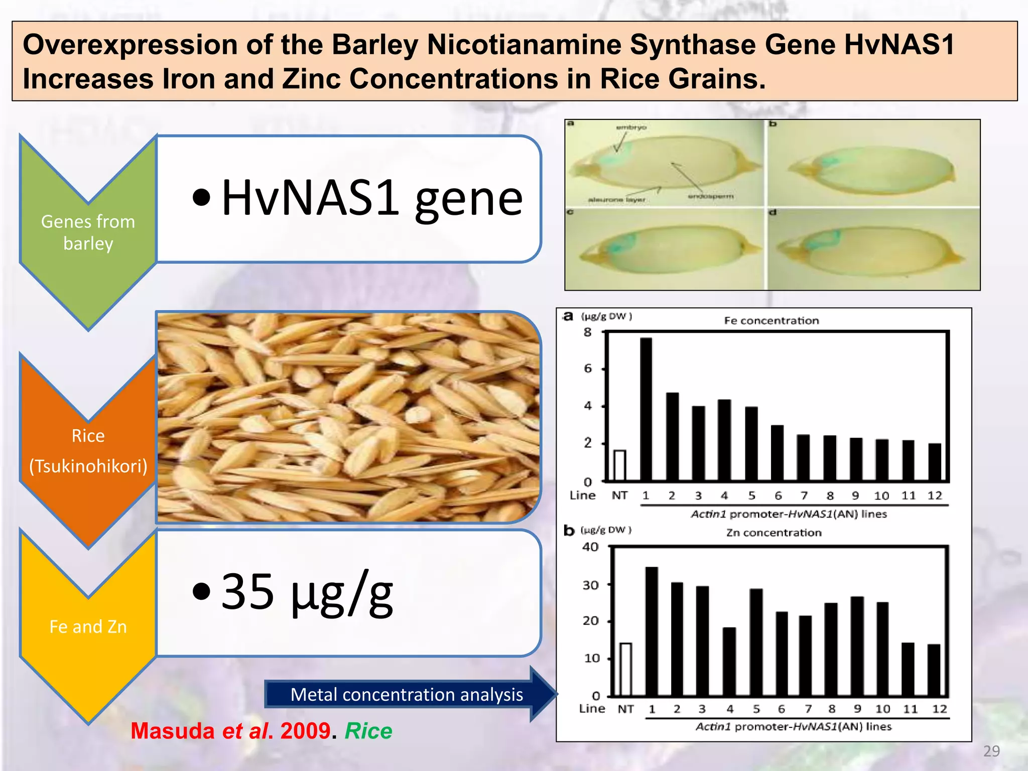 Bio fortification through Genetic Engineering | PPTX