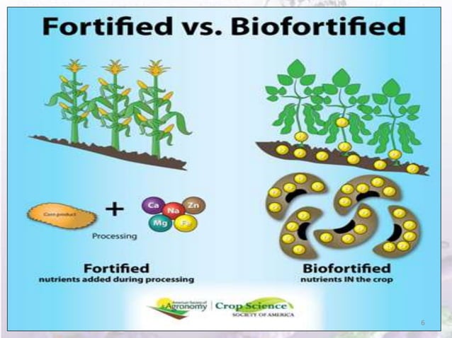 Bio fortification through Genetic Engineering | PPTX