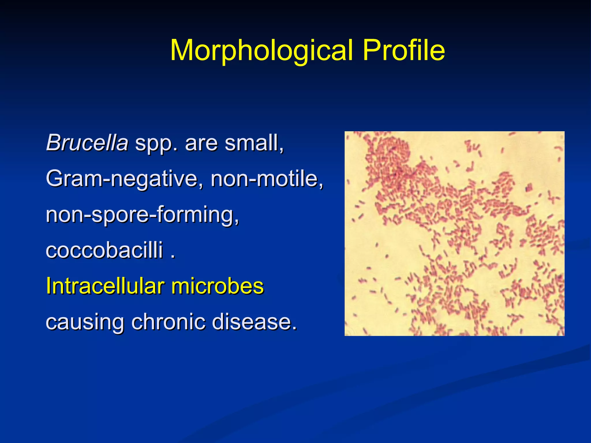 Brucella | PPT