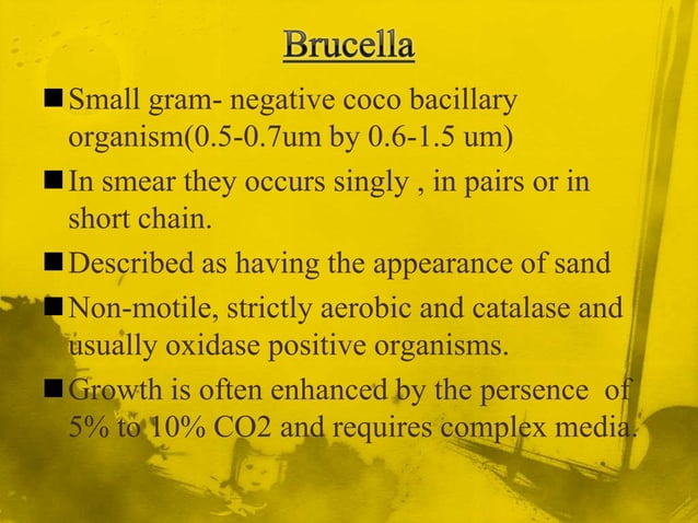 Brucella | PPT