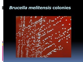 Brucella mahadi ppt | PDF