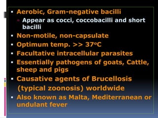 Brucella mahadi ppt | PPT