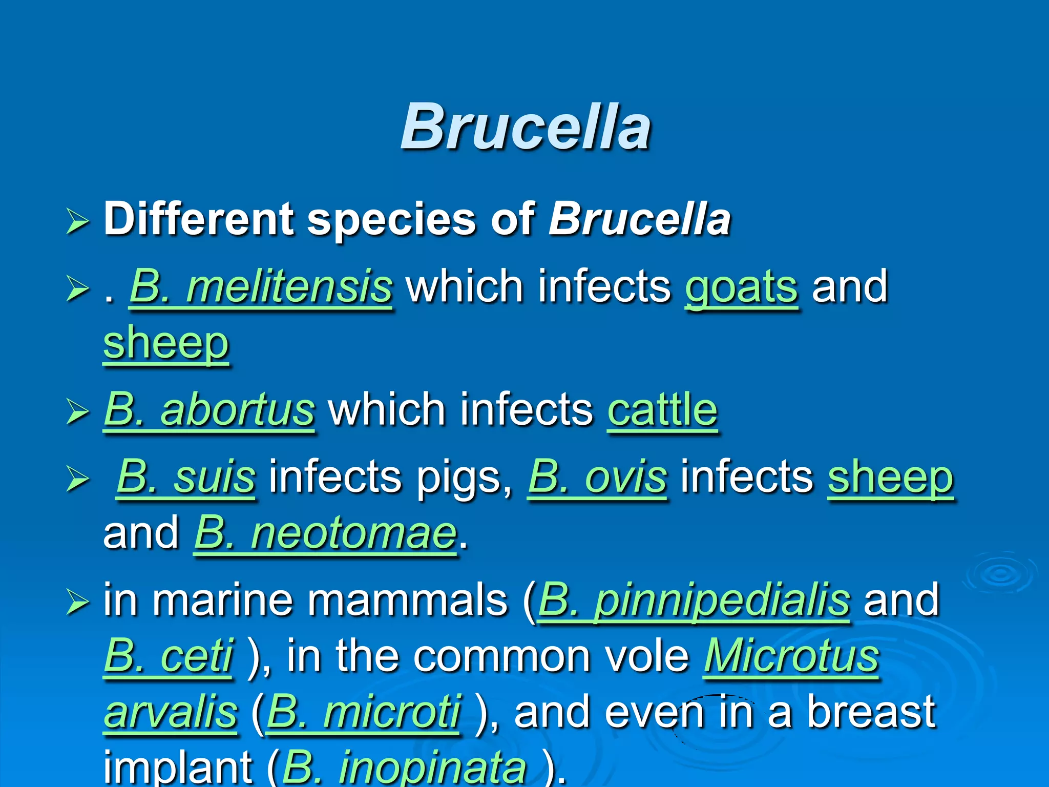 Brucella | PPT