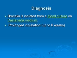 Brucella | PPT