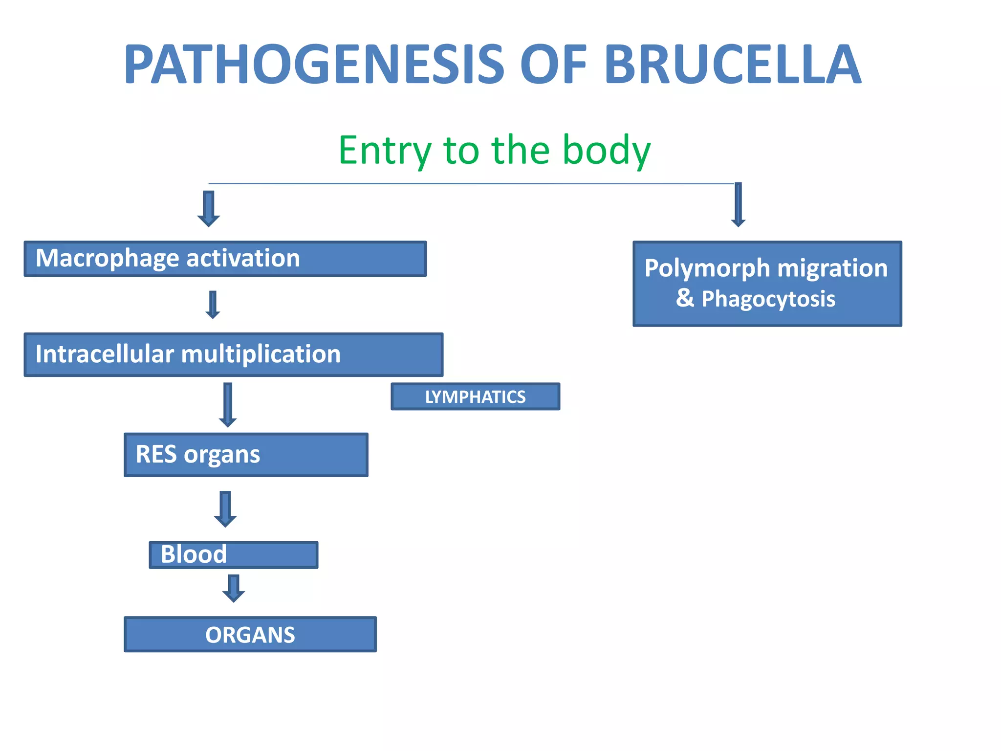 Brucella | PPTX