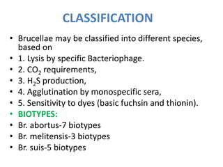 Brucella | PPTX