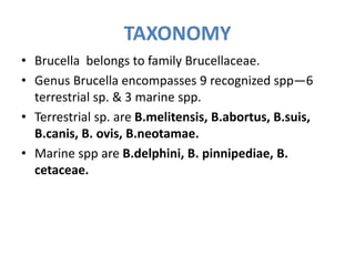 Brucella | PPTX