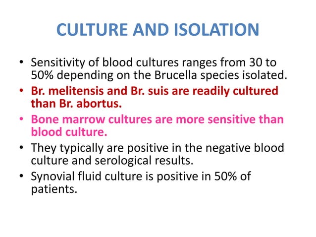 Brucella | PPTX
