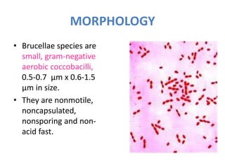 Brucella | PPTX
