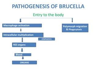 Brucella | PPT