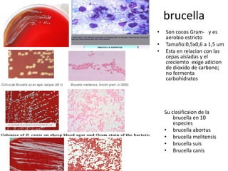 Brucella | PPTX
