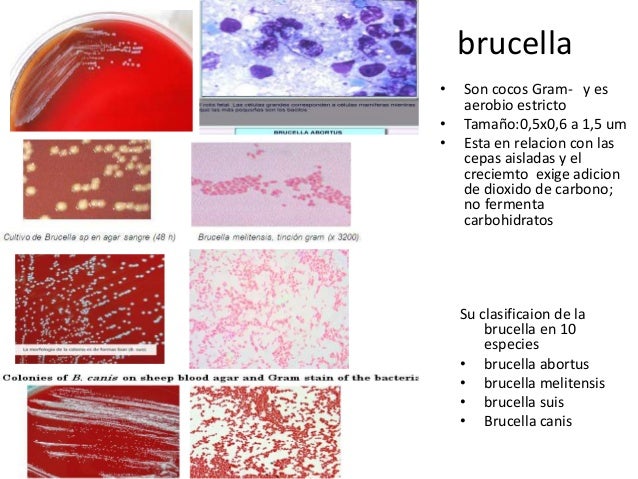 Brucella