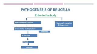 brucella.pptx