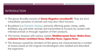 brucella.pptx