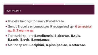 brucella.pptx
