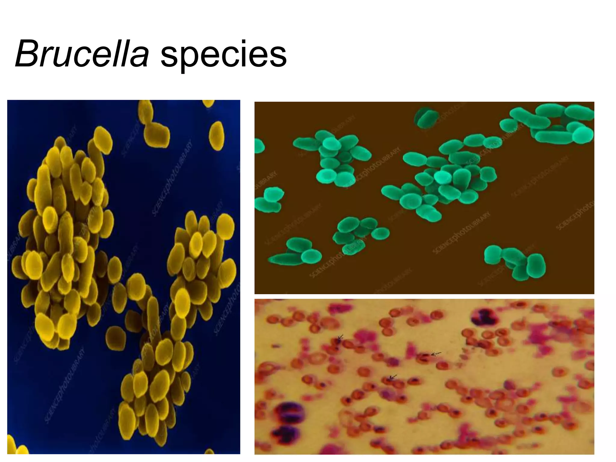 Brucella.pptx | Free Download