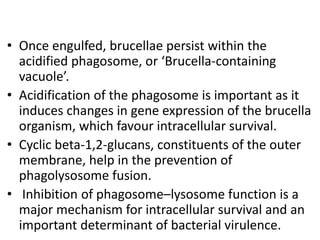 Brucella.pptx