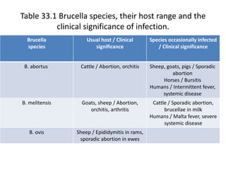 Brucella.pptx