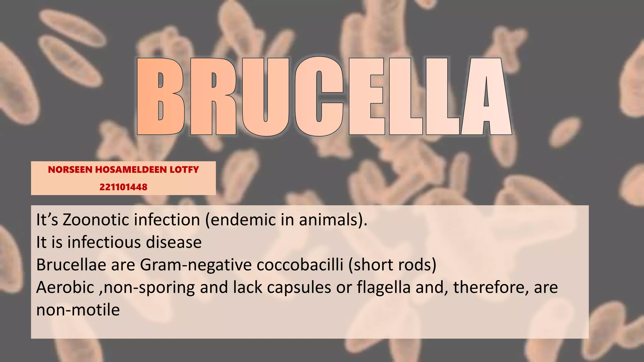 Brucella.pptx