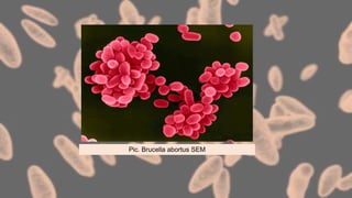 Brucella.pptx