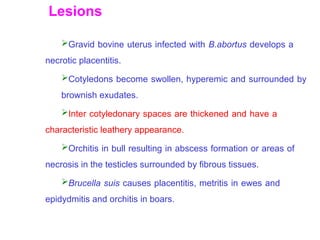 Bacteriology veterinary disease Brucella.ppt