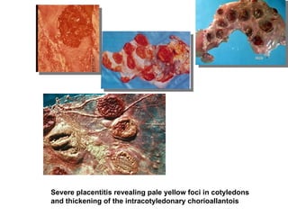 Bacteriology veterinary disease Brucella.ppt