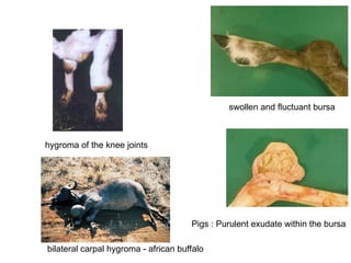 Bacteriology veterinary disease Brucella.ppt