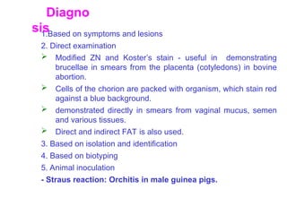 Bacteriology veterinary disease Brucella.ppt