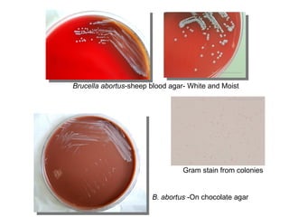 Bacteriology veterinary disease Brucella.ppt