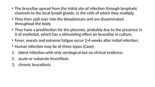 brucella bacteria ppt prepared by baranidharan | PPT