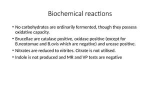brucella bacteria ppt prepared by baranidharan | PPT