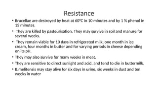 brucella bacteria ppt prepared by baranidharan | PPT