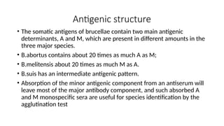 brucella bacteria ppt prepared by baranidharan | PPT
