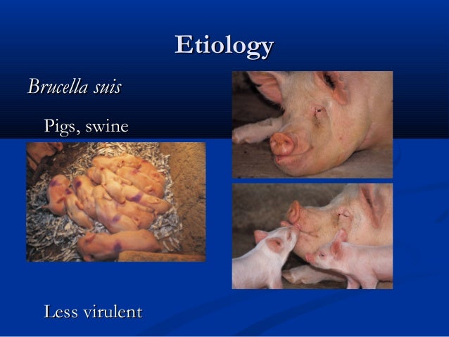 Brucella