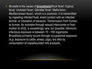 Brucella | PPTX