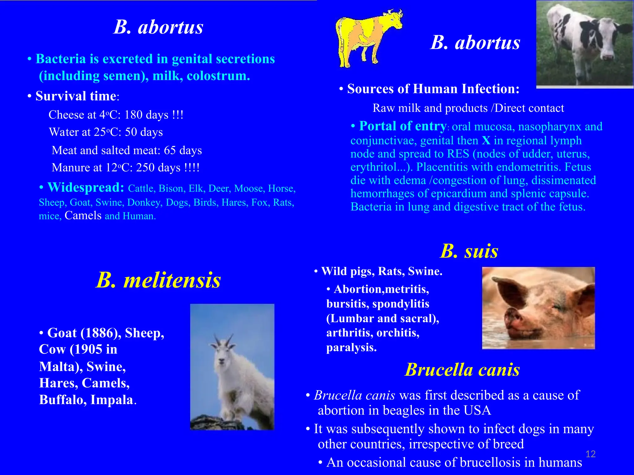 A brief overview of Brucella and Bordetella, focusing on their ...