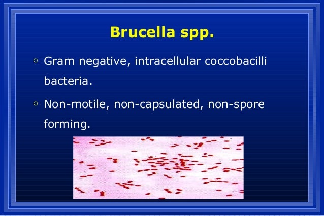 Brucella and brucellosis
