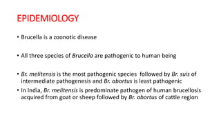 Brucella ankur vashishtha | PPT